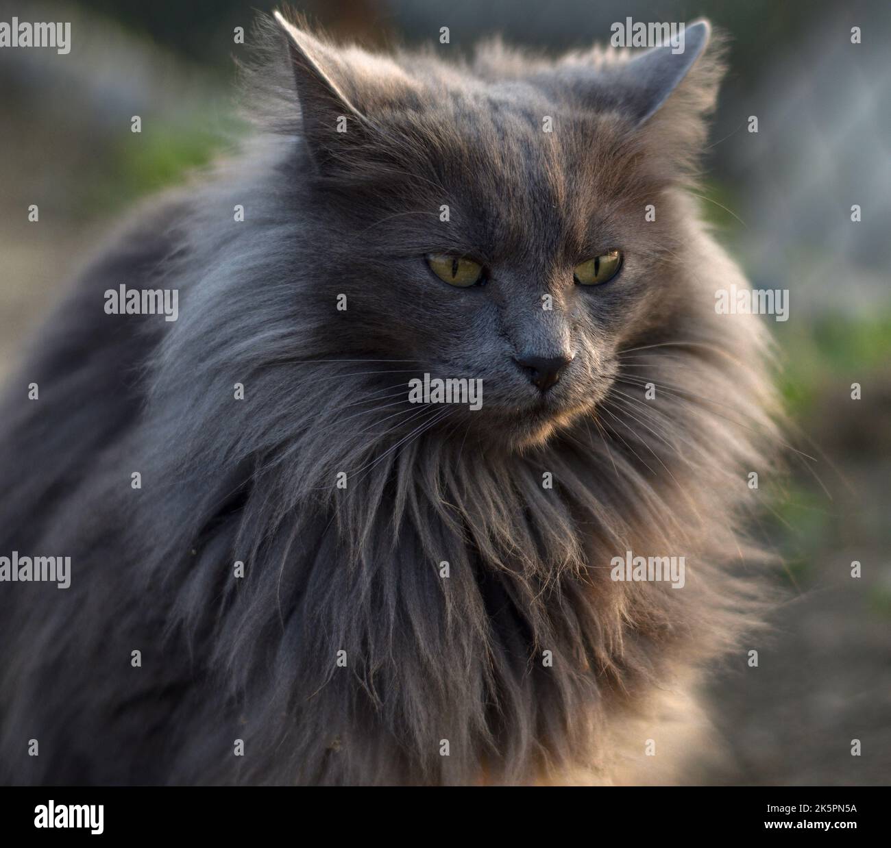 Black Nebelung Cat