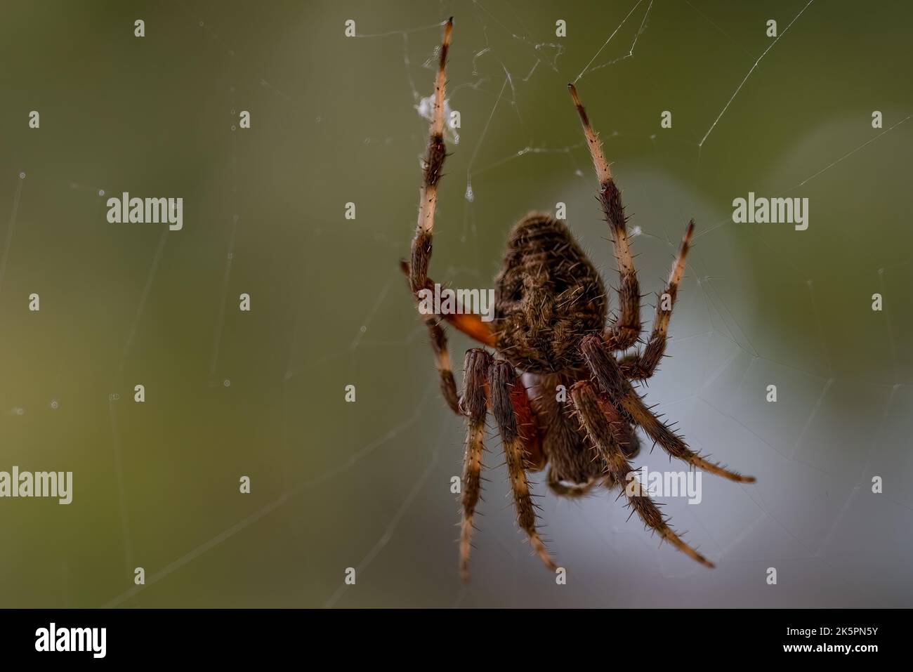 A macro shot of a Barn spider with blur green gradient background Stock ...