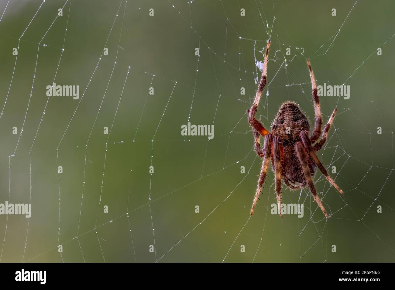 A Barn spider with blur green gradient background, macro shot Stock ...