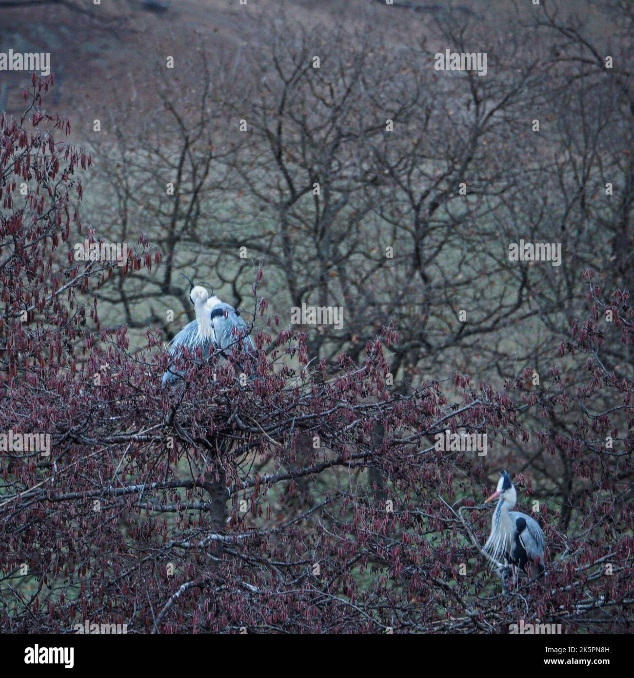Two Grey herons birds perching on Cherry blossom tree branches i the ...