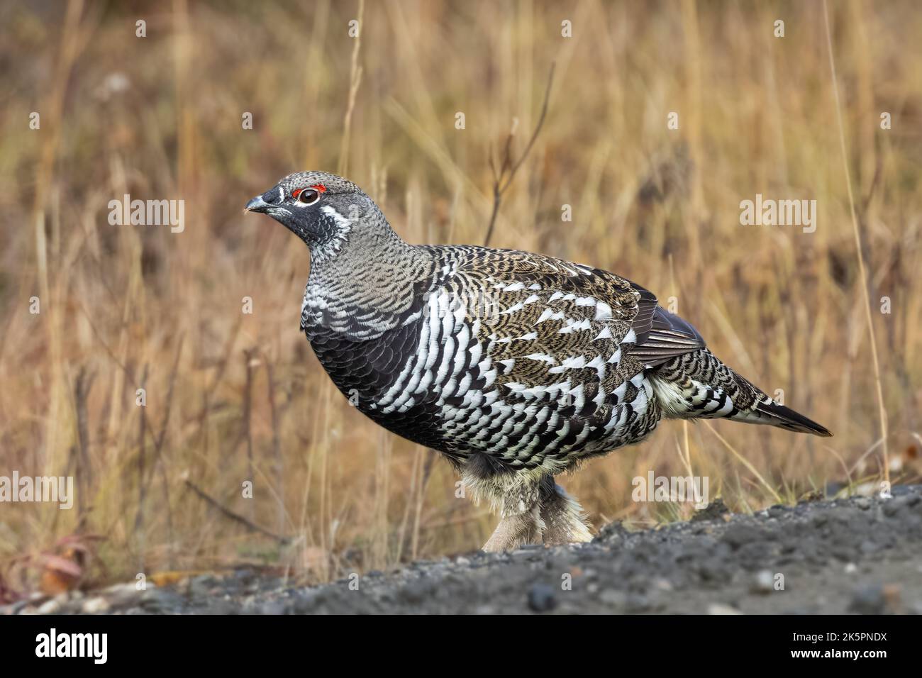 Spruce Grouse in Denali National Park Alaska Stock Photo - Alamy