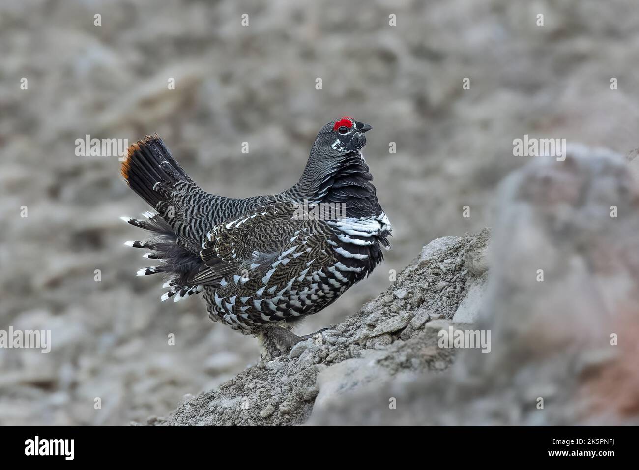 Red de alaska hi-res stock photography and images - Alamy