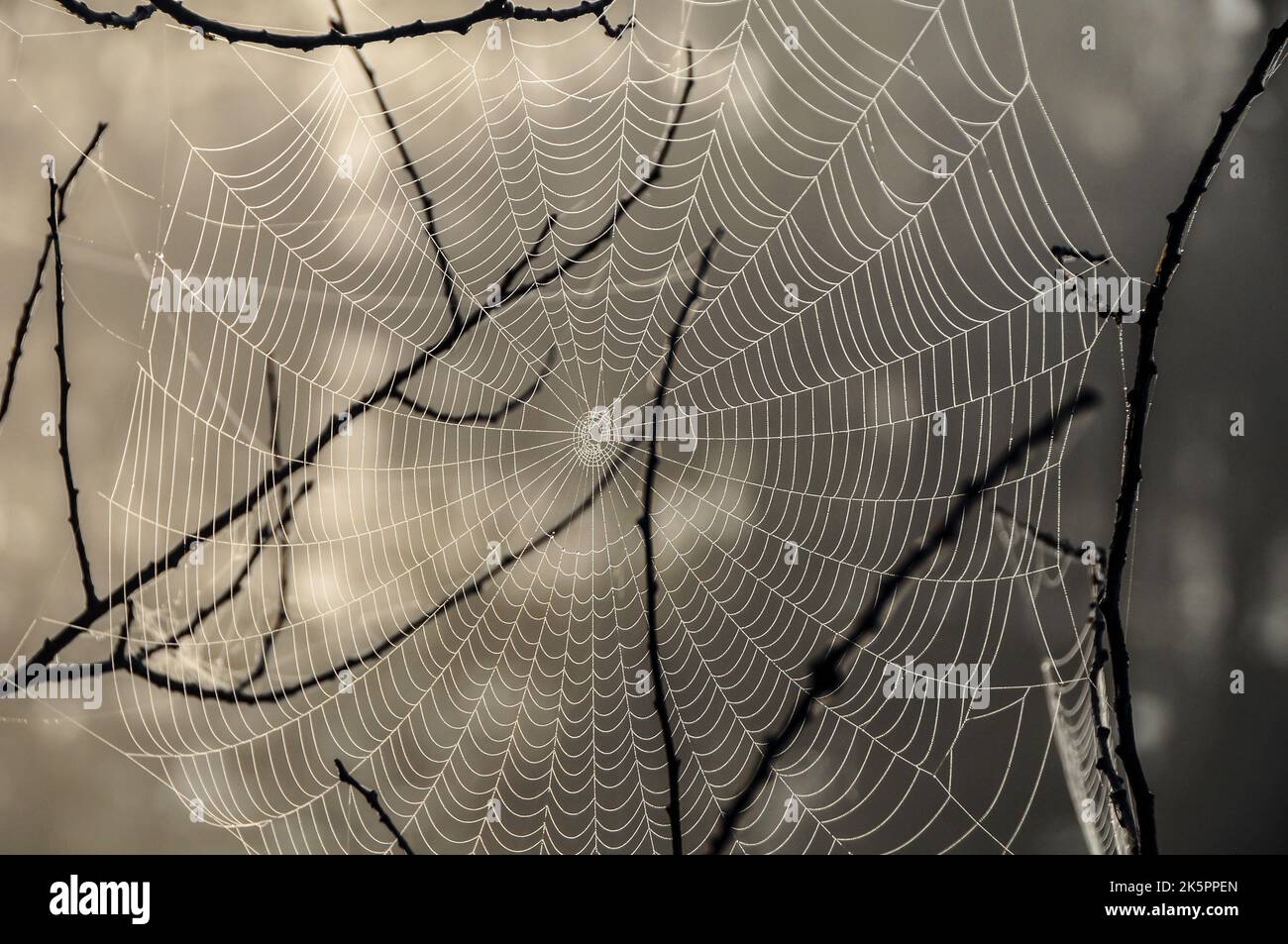 Spider clipart hi-res stock photography and images - Alamy