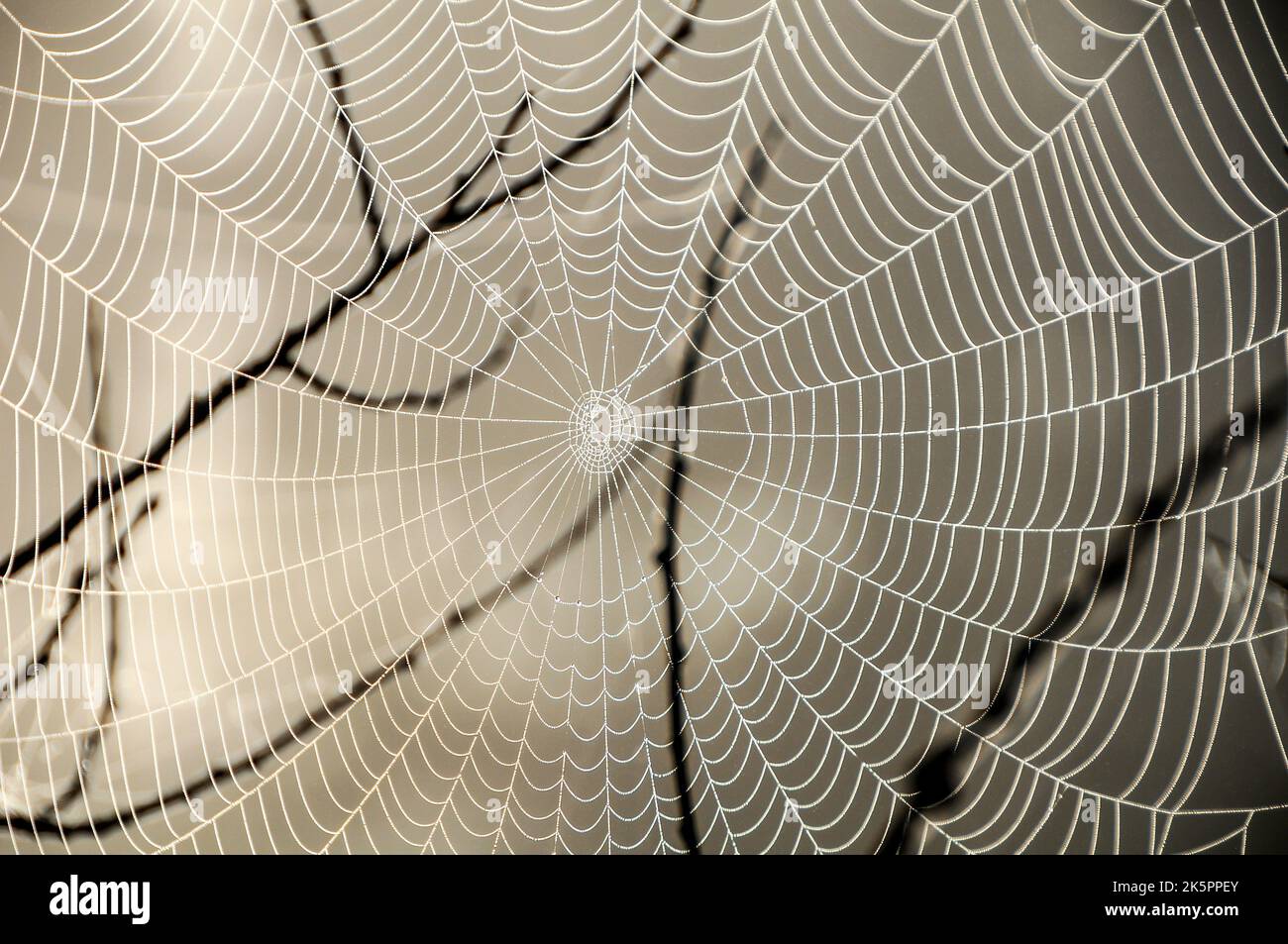 Spider clipart hi-res stock photography and images - Alamy