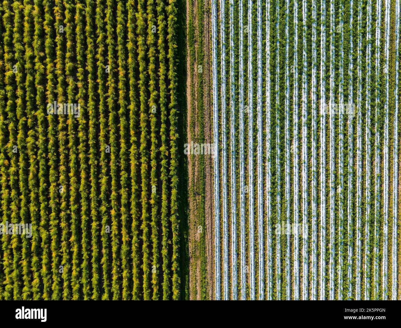 Geometric patterns in fields as aerial view with strawberry field seen ...