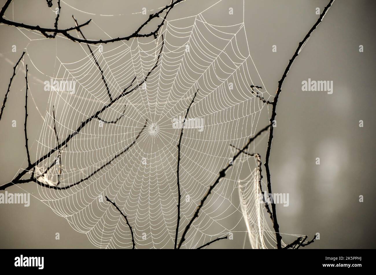 Spider clipart hi-res stock photography and images - Alamy