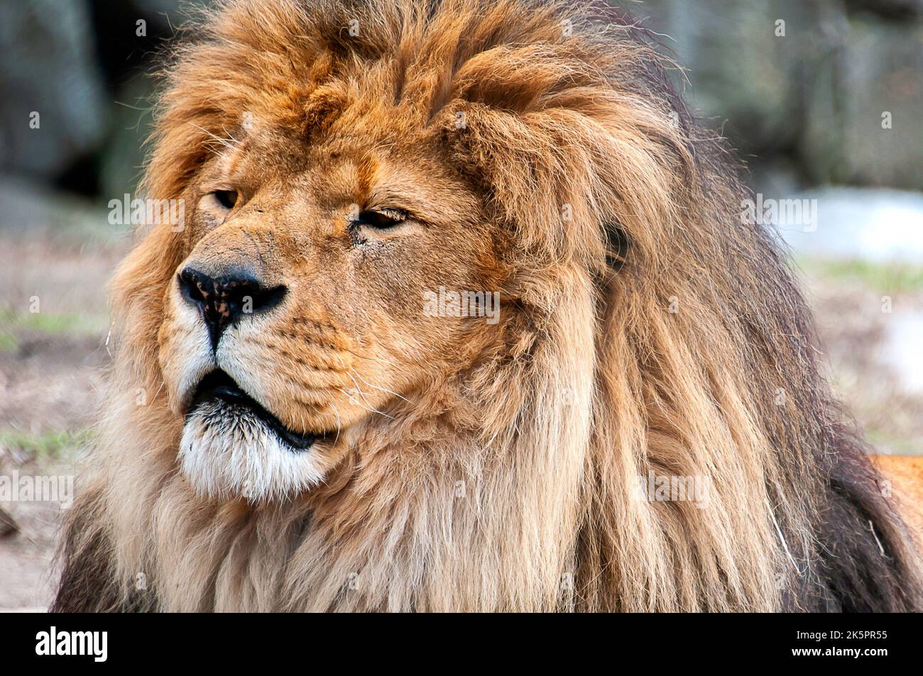 Portrait of a black mane lion hi-res stock photography and images - Alamy