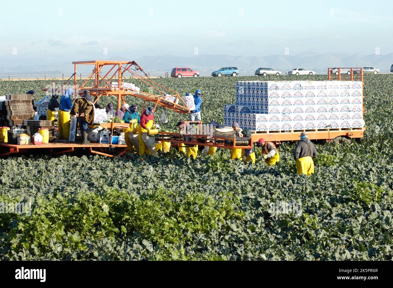Central California Harvest by Latin Hispanic workers who field pack the ...