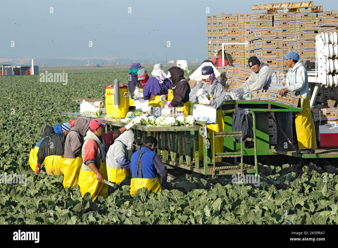 Central California Harvest by Latin Hispanic workers who field pack the ...