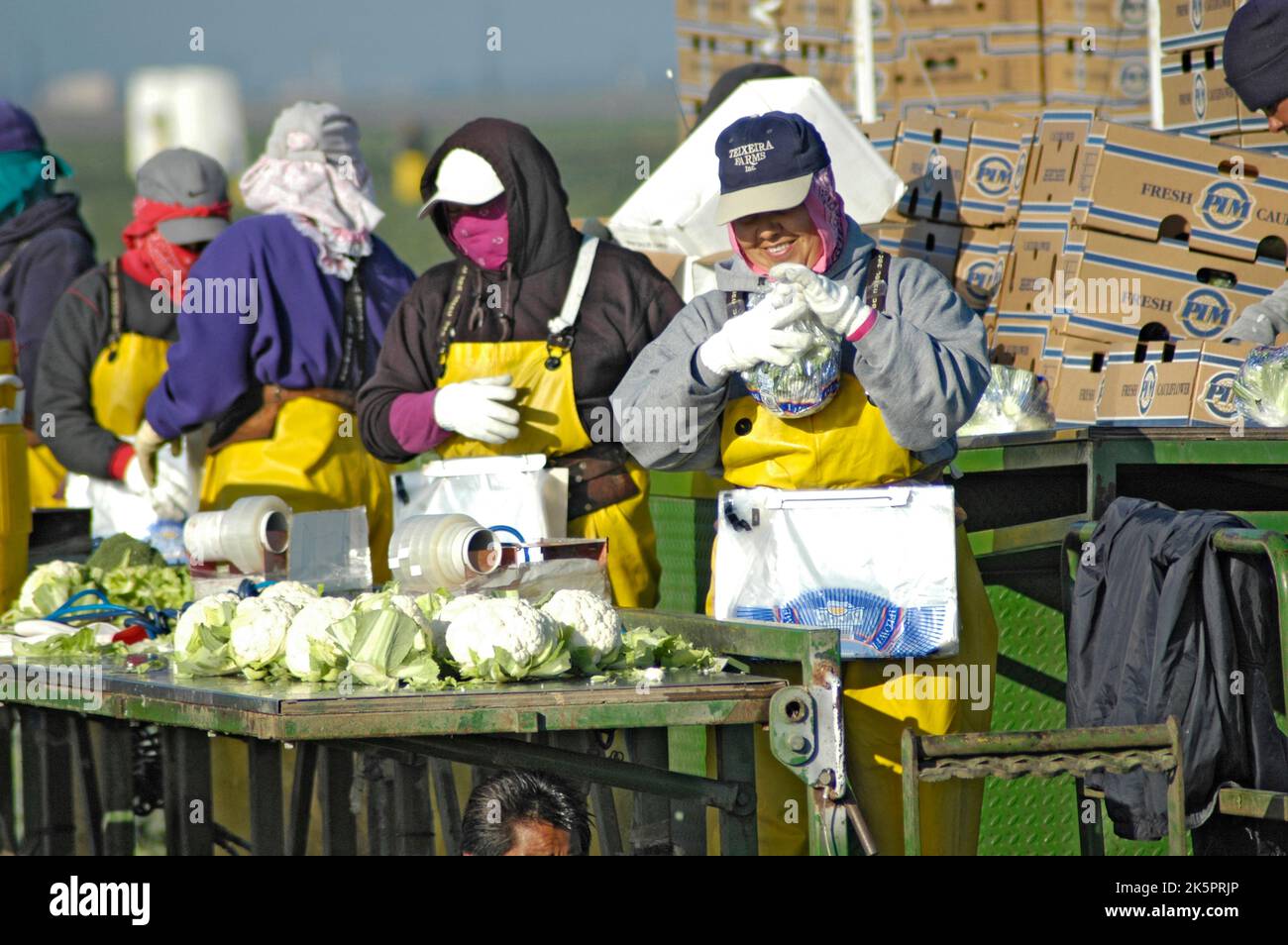 Central California Harvest by Latin Hispanic workers who field pack the ...