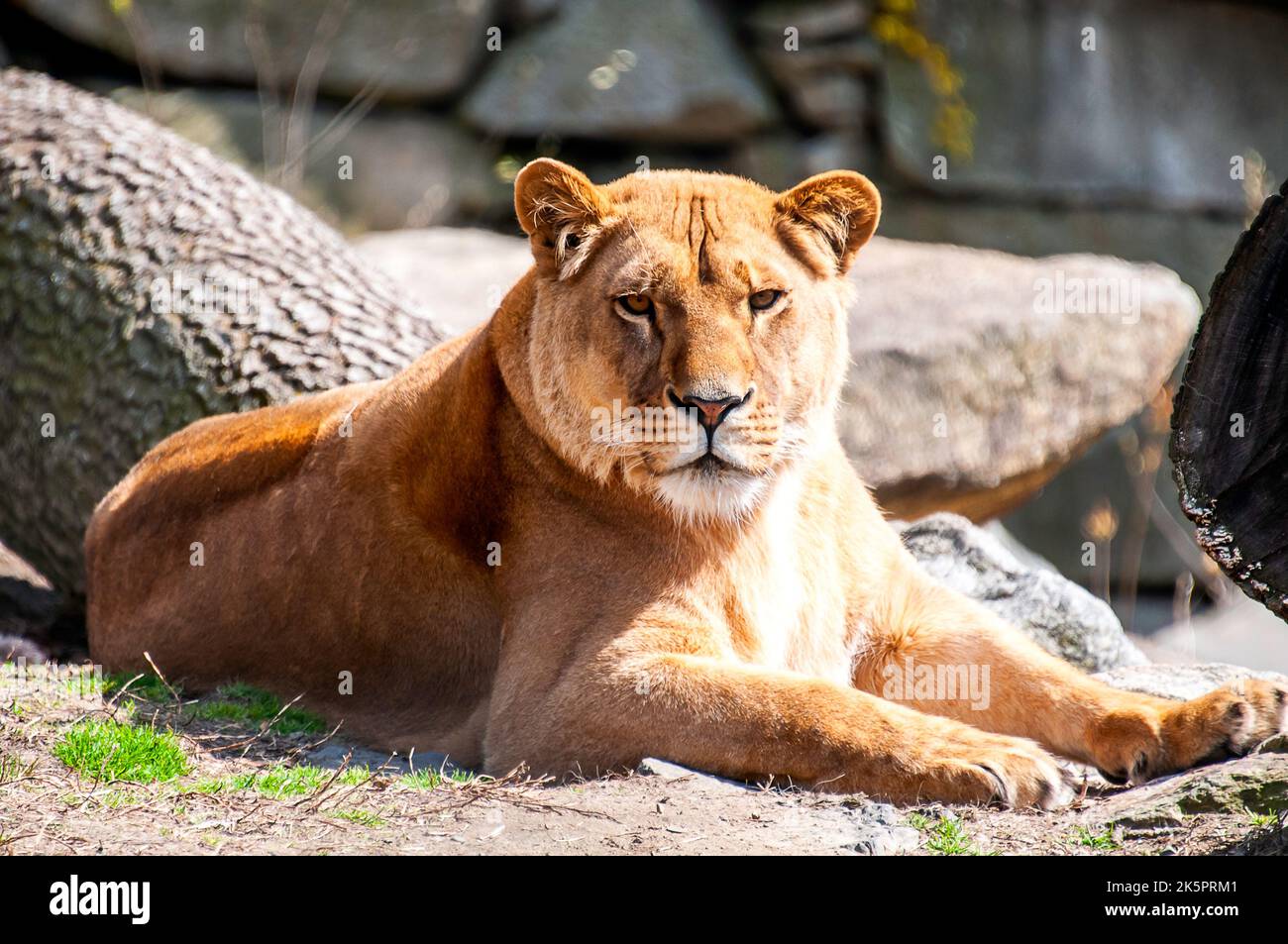 Cat king logo hi-res stock photography and images - Alamy