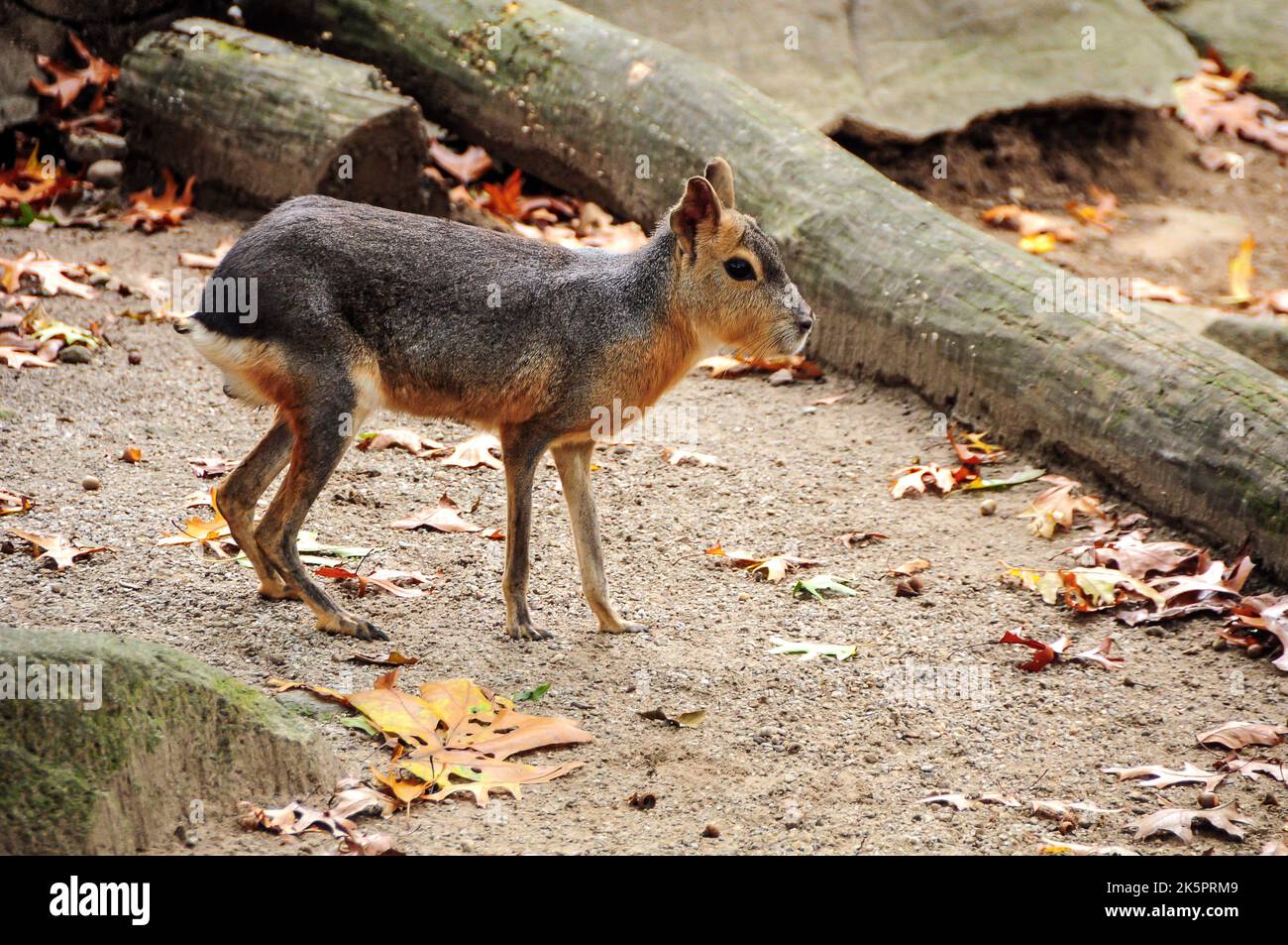 Tropical rodent hi-res stock photography and images - Alamy