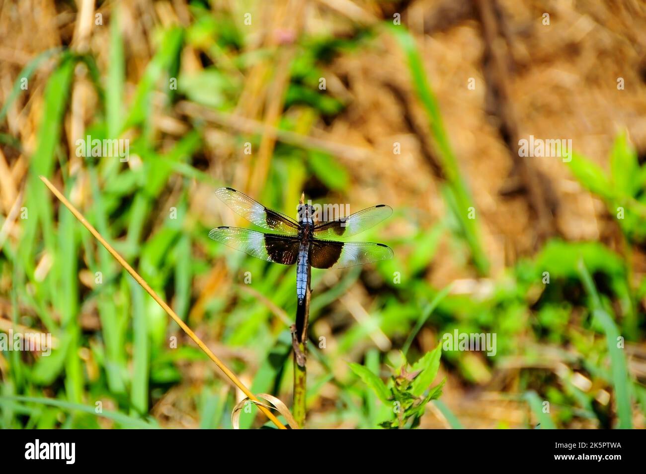 Seamless dragonfly pattern hi-res stock photography and images - Alamy