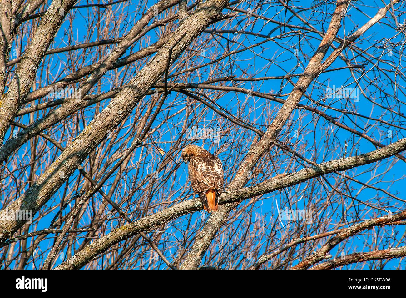 Flying eagle falcon hawk vector hi-res stock photography and images - Alamy