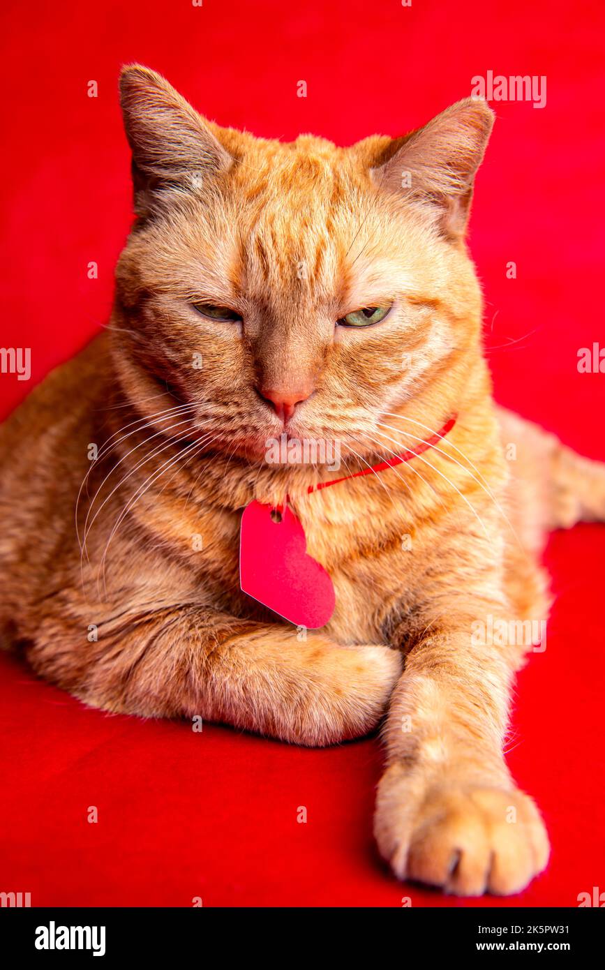 Playful animals hi-res stock photography and images - Alamy