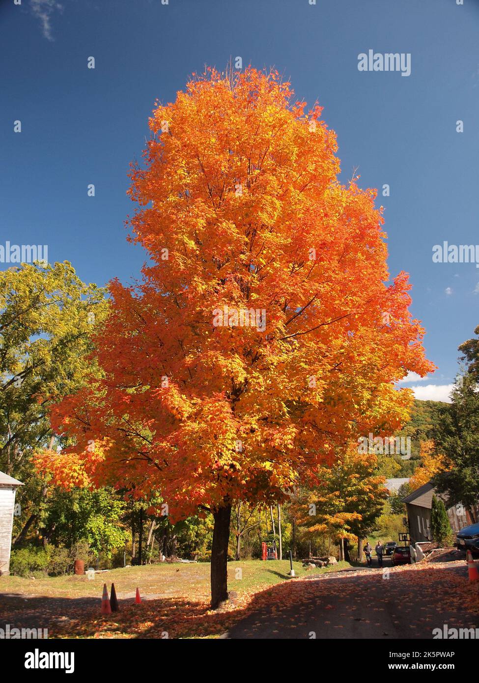 New York Tree Sugar Maple