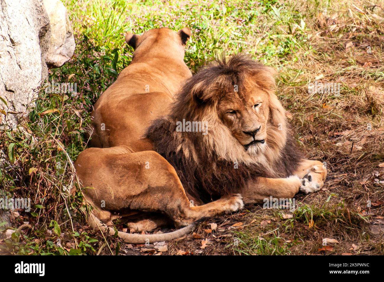 Lion at the zoo Stock Photo - Alamy