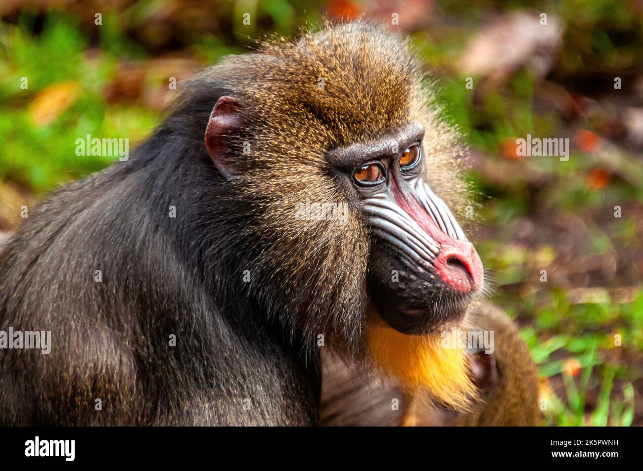 Mandrill face white background hi-res stock photography and images - Alamy