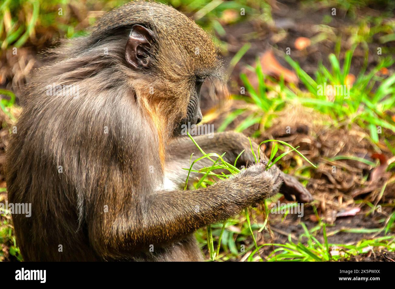 Mandrill face white background hi-res stock photography and images - Alamy