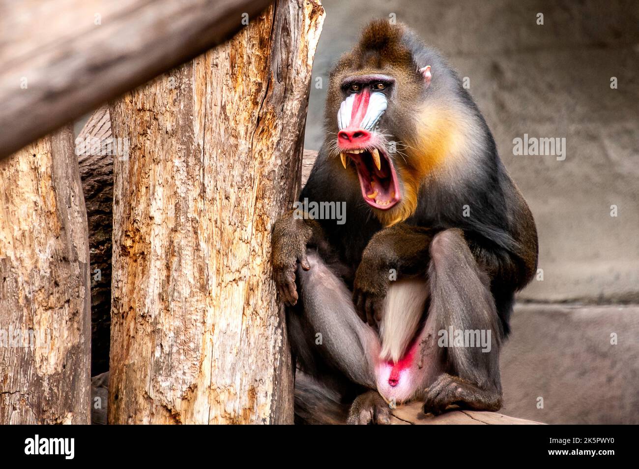 Mandrill face white background hi-res stock photography and images - Alamy