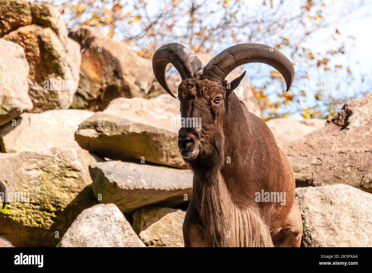 Wildlife goat hi-res stock photography and images - Alamy