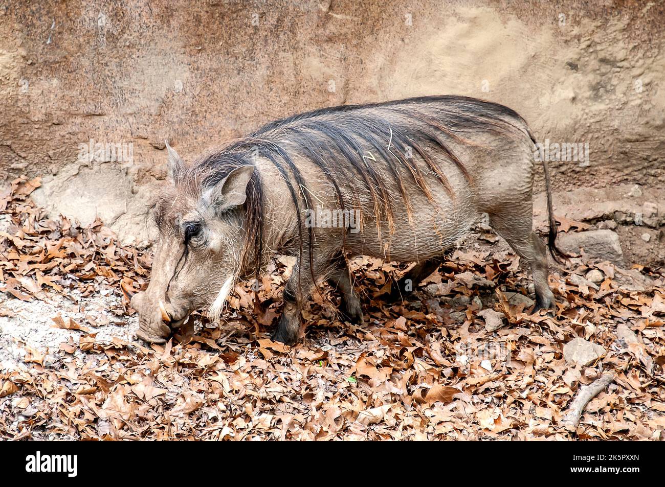 Safari animals vector hi-res stock photography and images - Alamy