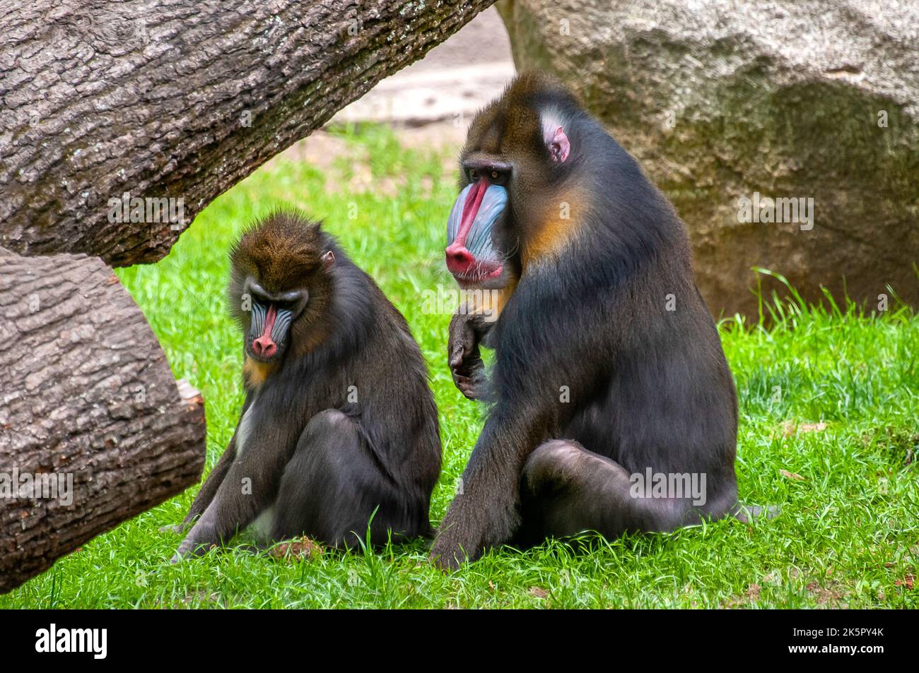 Monkey mandrill hi-res stock photography and images - Alamy