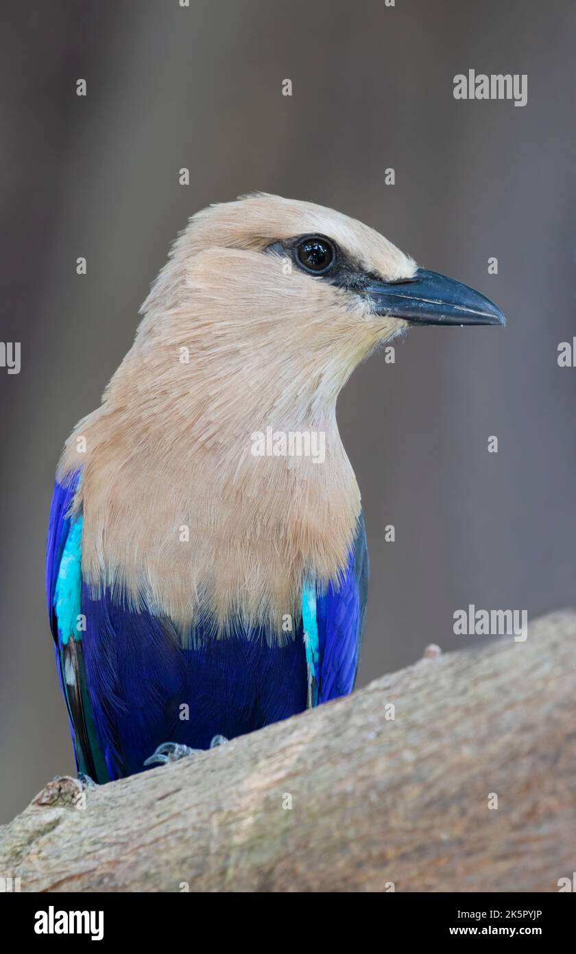 Portrait of blue-bellied roller (Coracias cyanogaster Stock Photo - Alamy