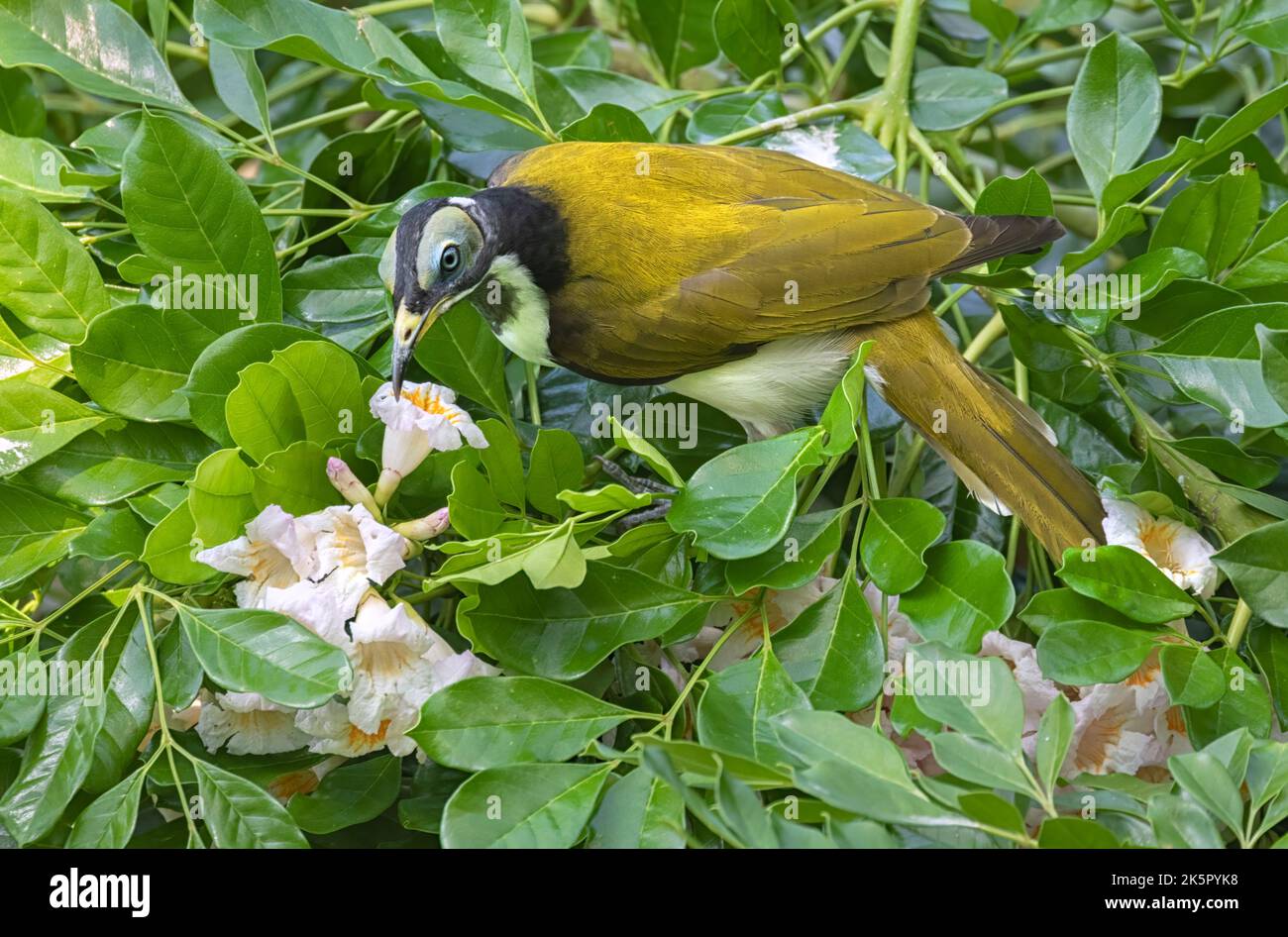 The Blue Faced Honeyeater Entomyzon Cyanotis Or The Banana Bird