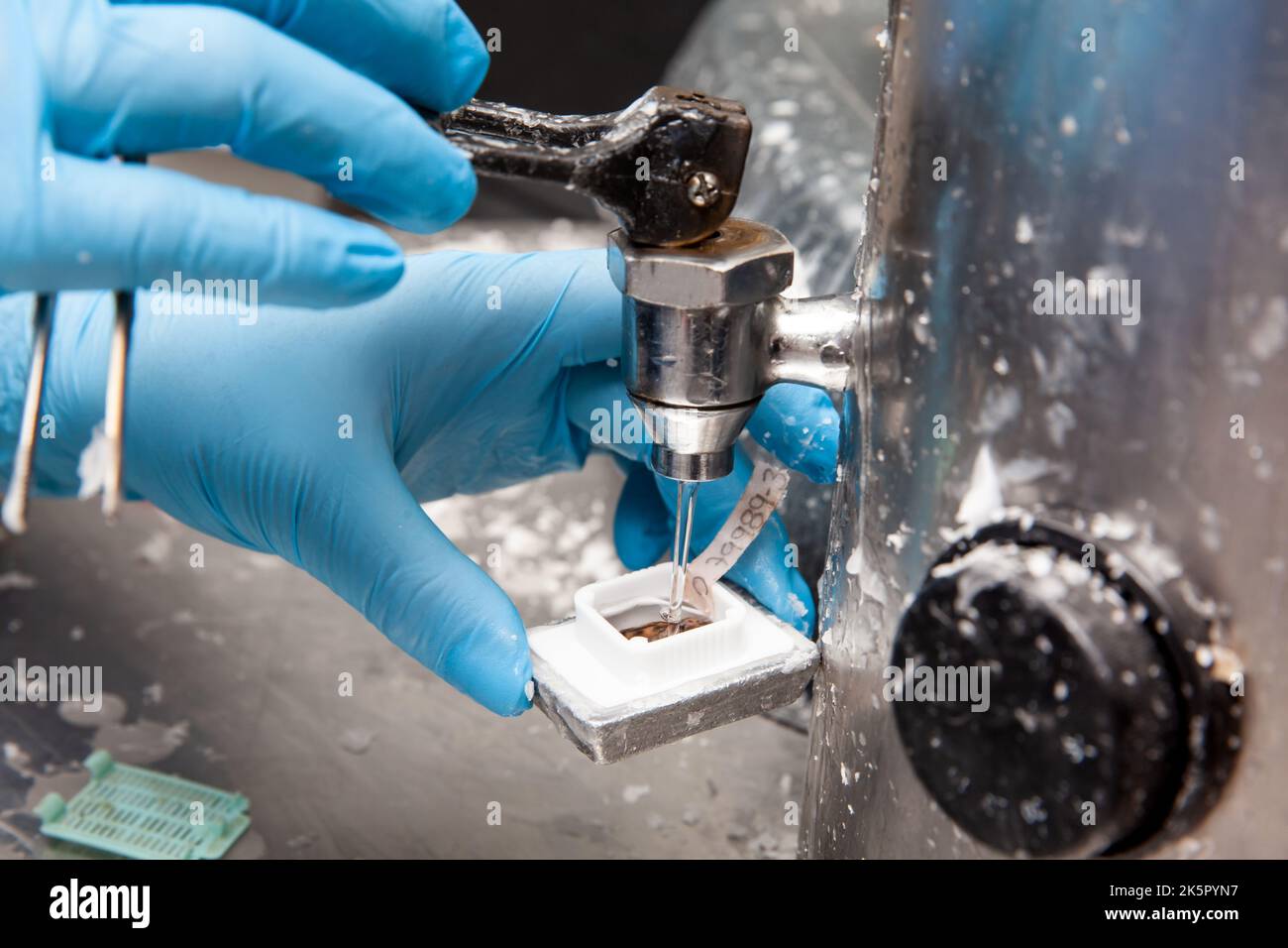 Scientist embedding tissues in paraffin blocks for sectioning using a ...