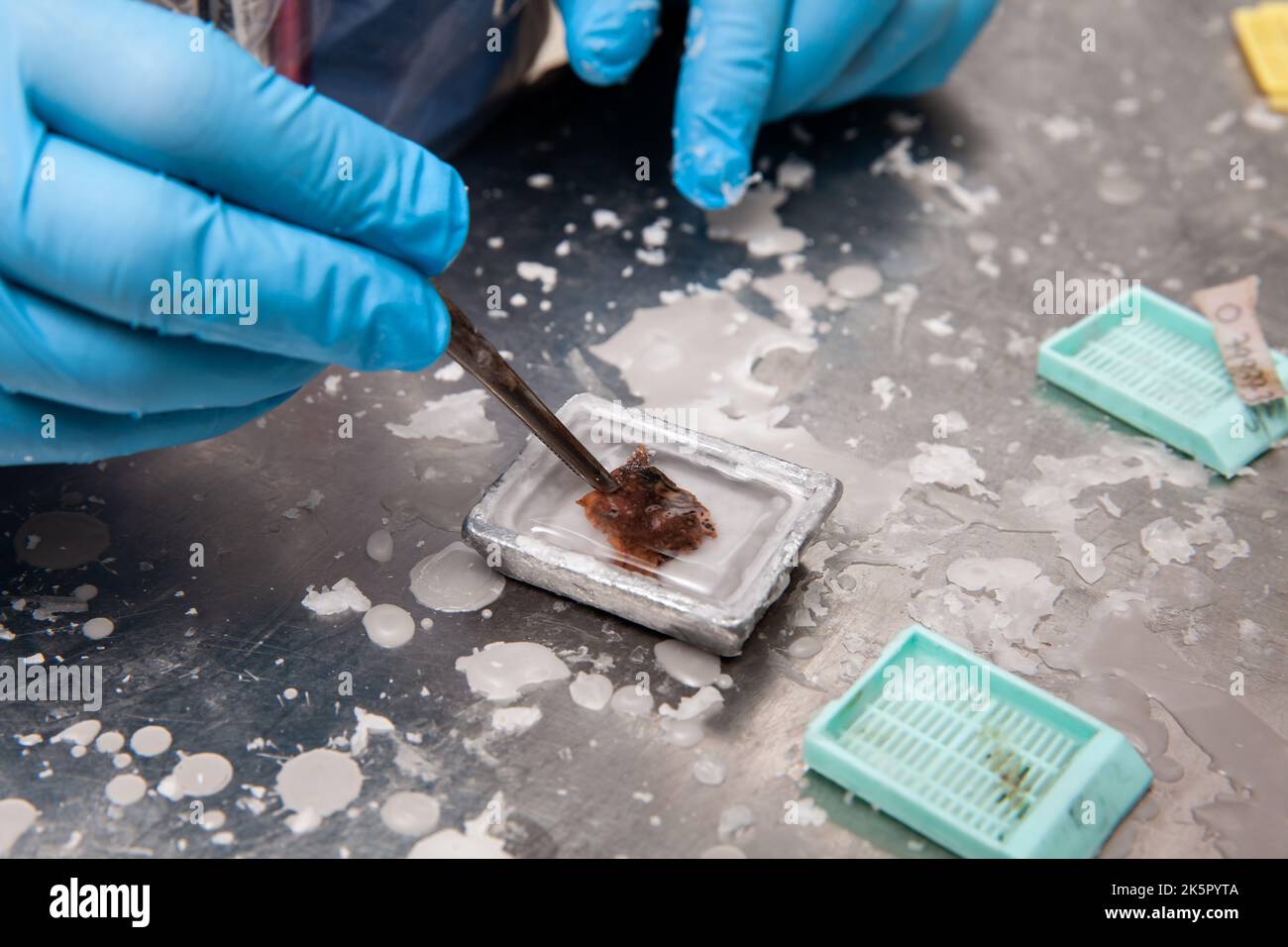 Scientist embedding tissues in paraffin blocks for sectioning ...