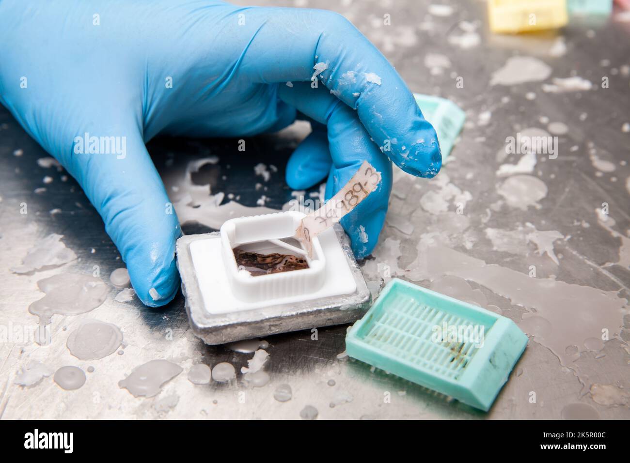 Scientist embedding tissues in paraffin blocks for sectioning ...