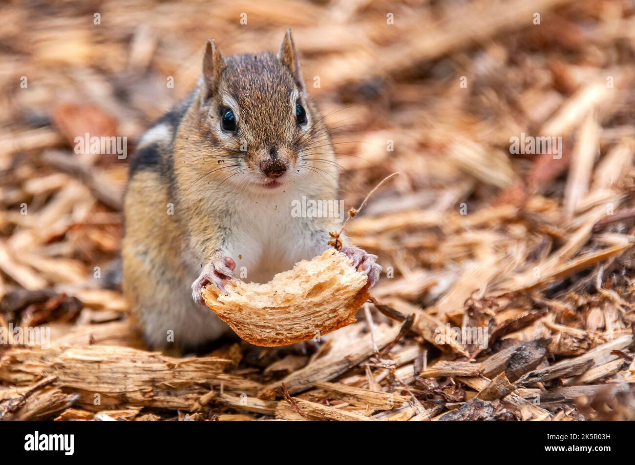 Furry rodents hi-res stock photography and images - Alamy