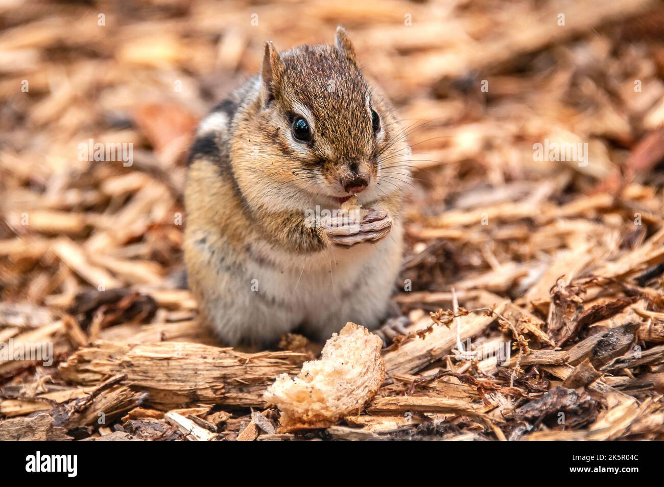 Furry rodents hi-res stock photography and images - Alamy