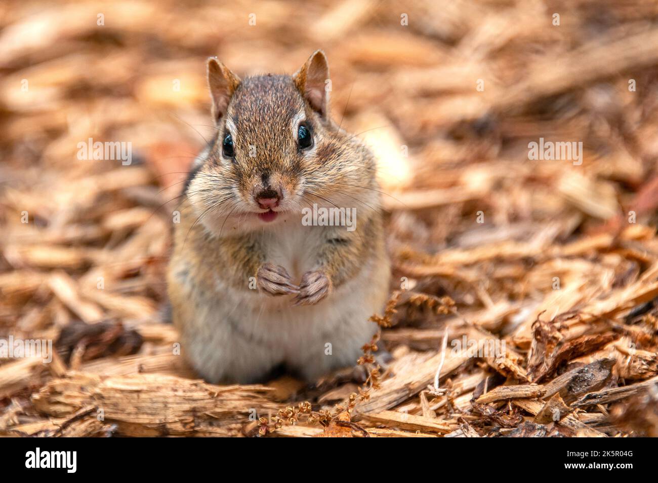 Furry rodents hi-res stock photography and images - Alamy