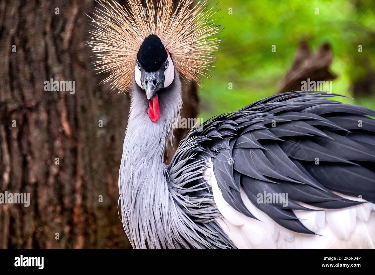 African Crowned Crane Stock Photo - Alamy