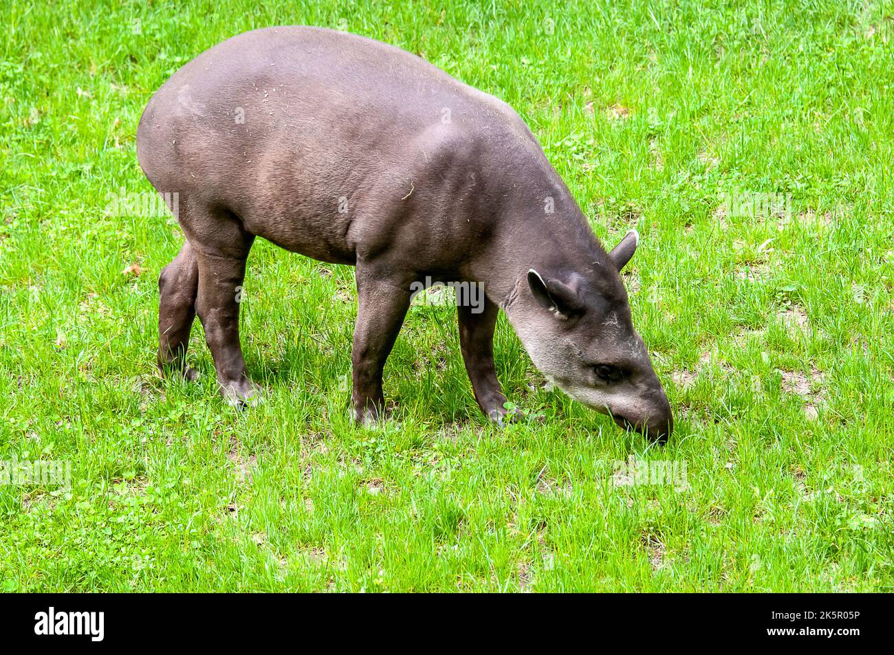 Endangered tapir hi-res stock photography and images - Alamy