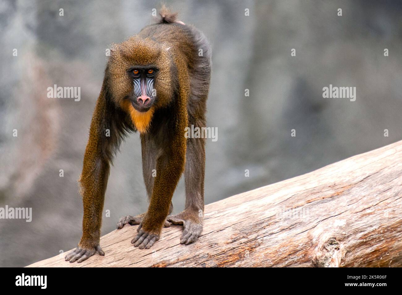 Monkey mandrill hi-res stock photography and images - Alamy