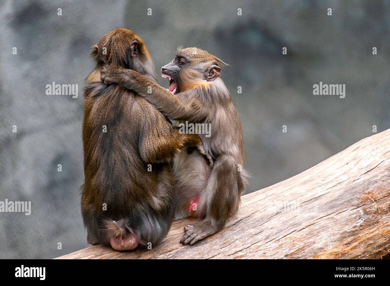 Monkey mandrill hi-res stock photography and images - Alamy