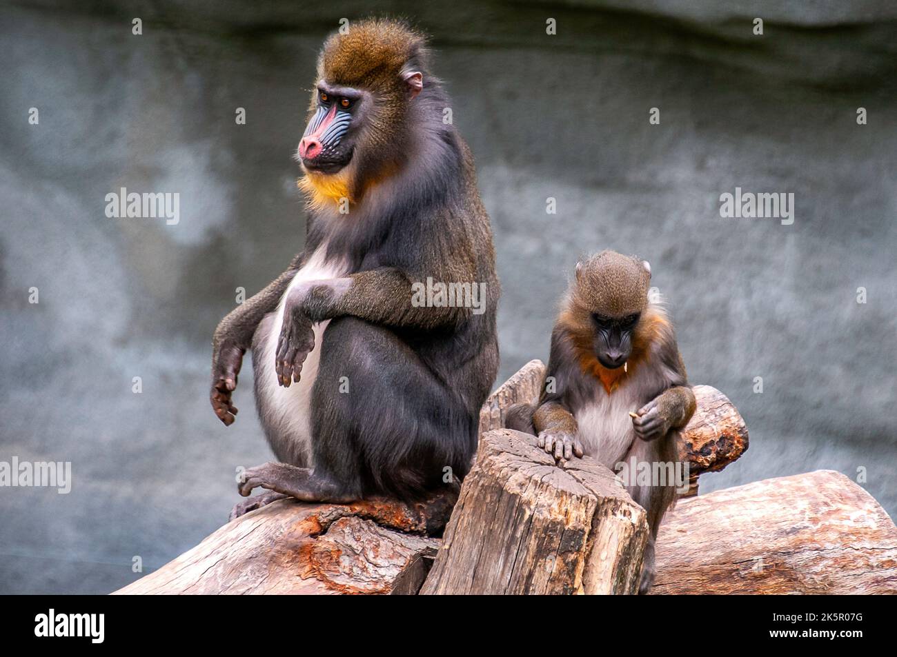Mandrill face white background hi-res stock photography and images - Alamy