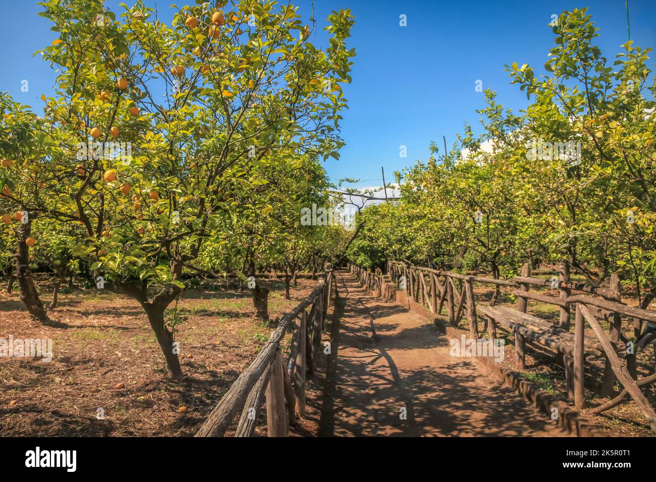 Pergola and Sicilian lemon trees in bloom at sunny springtime in Capri ...