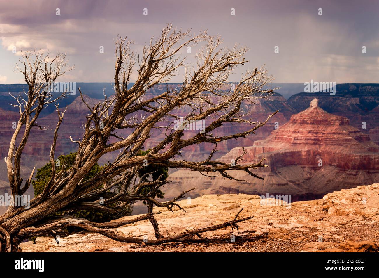 Grand Canyon south rim with single tree trunk at dramatic sky, Arizona ...