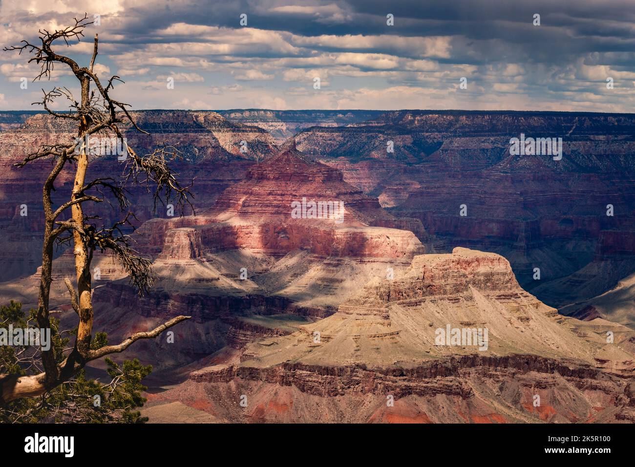 Grand Canyon south rim with single tree trunk at dramatic sky, Arizona ...
