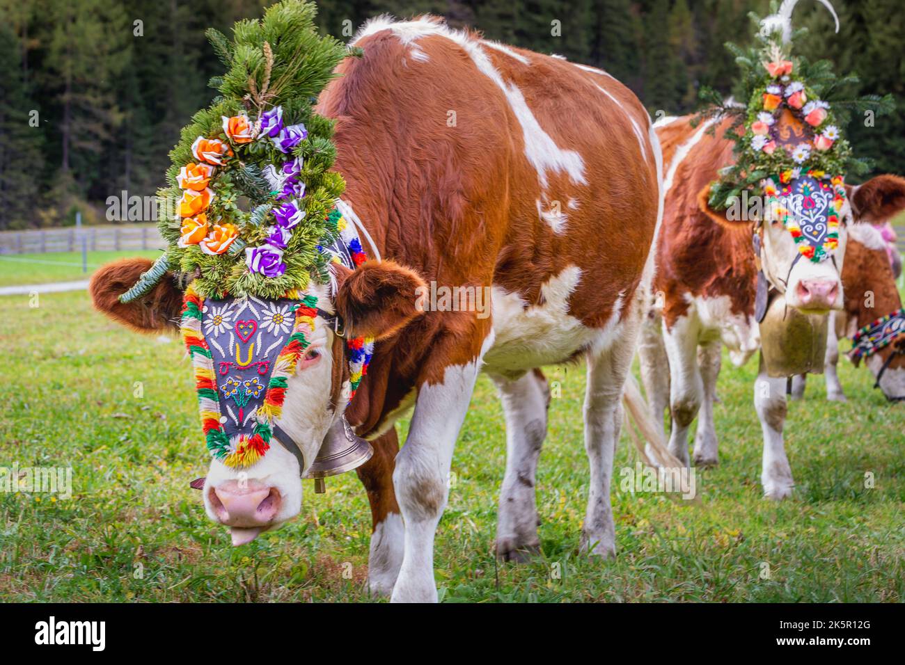 Ornate Cow parade called Almabtrieb in Zillertal, Austrian alps Stock ...