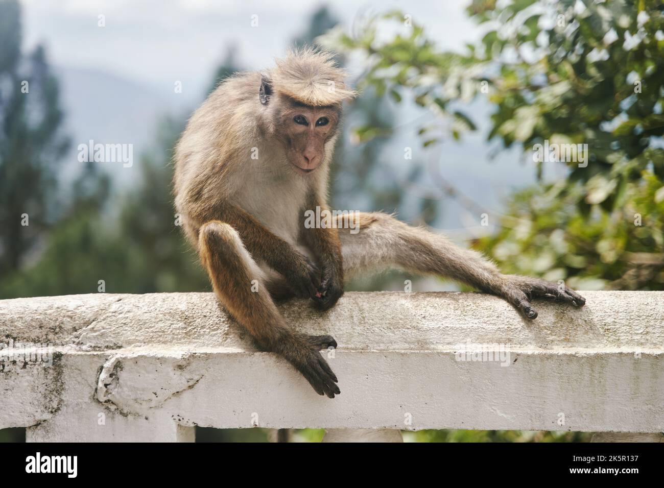 The monkey sits on a tree. Monkey in tropical forest vegetation ...