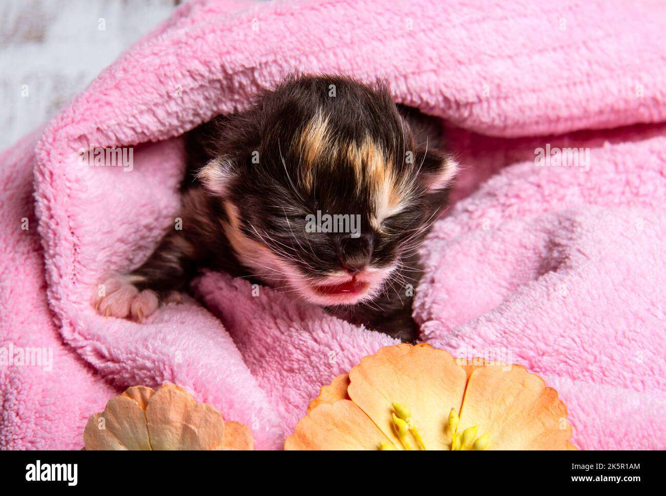 Playful animals hi-res stock photography and images - Alamy
