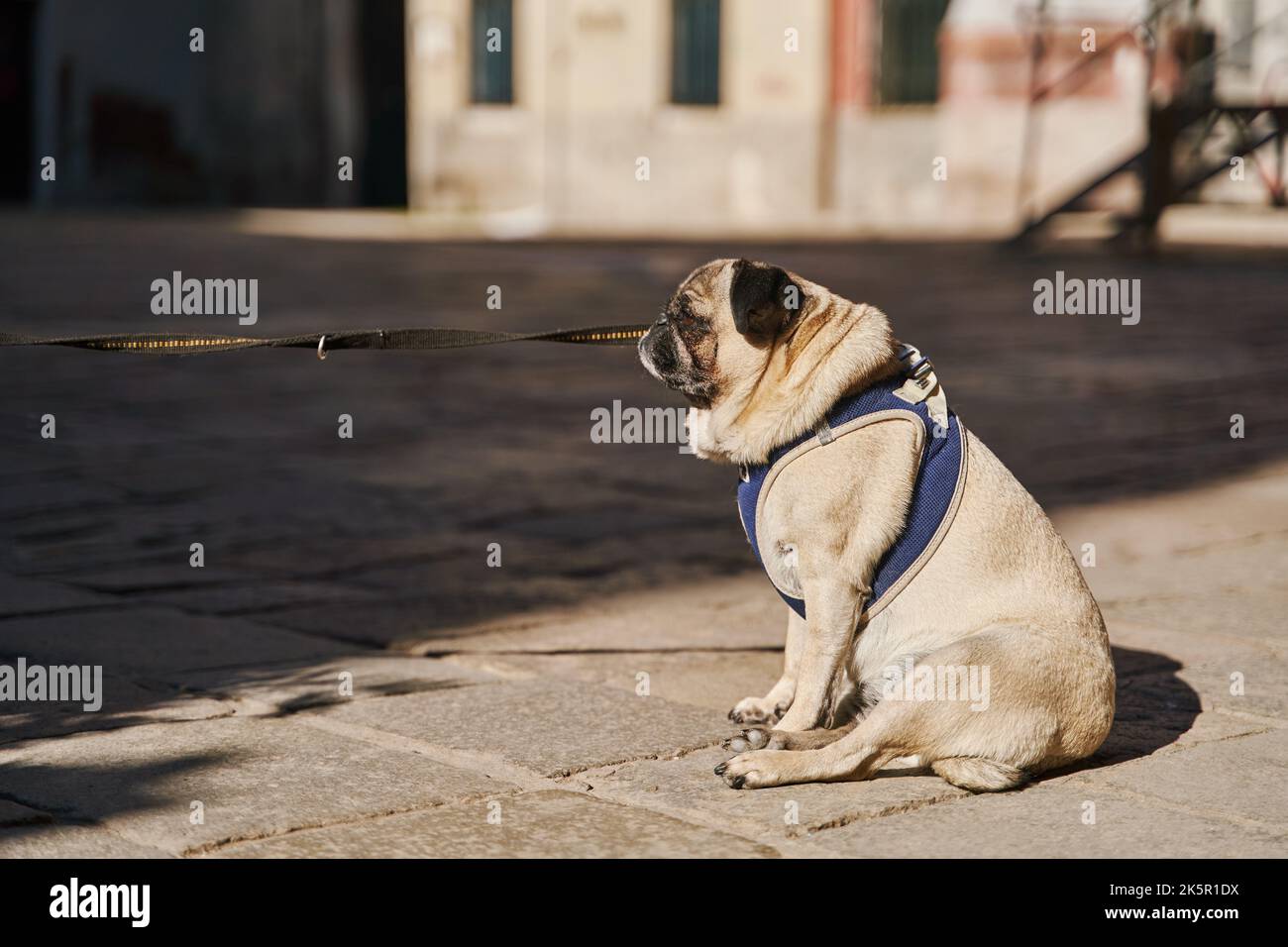 Side view of cute pug dog on a leash sitting on sidewalk in the street ...