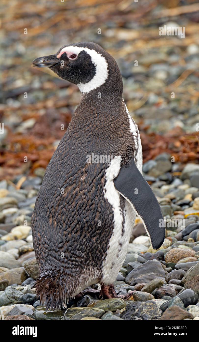 Magellanic Penguin Posing on a Rocky Shore in Tierrs Del Fuego in Chile ...