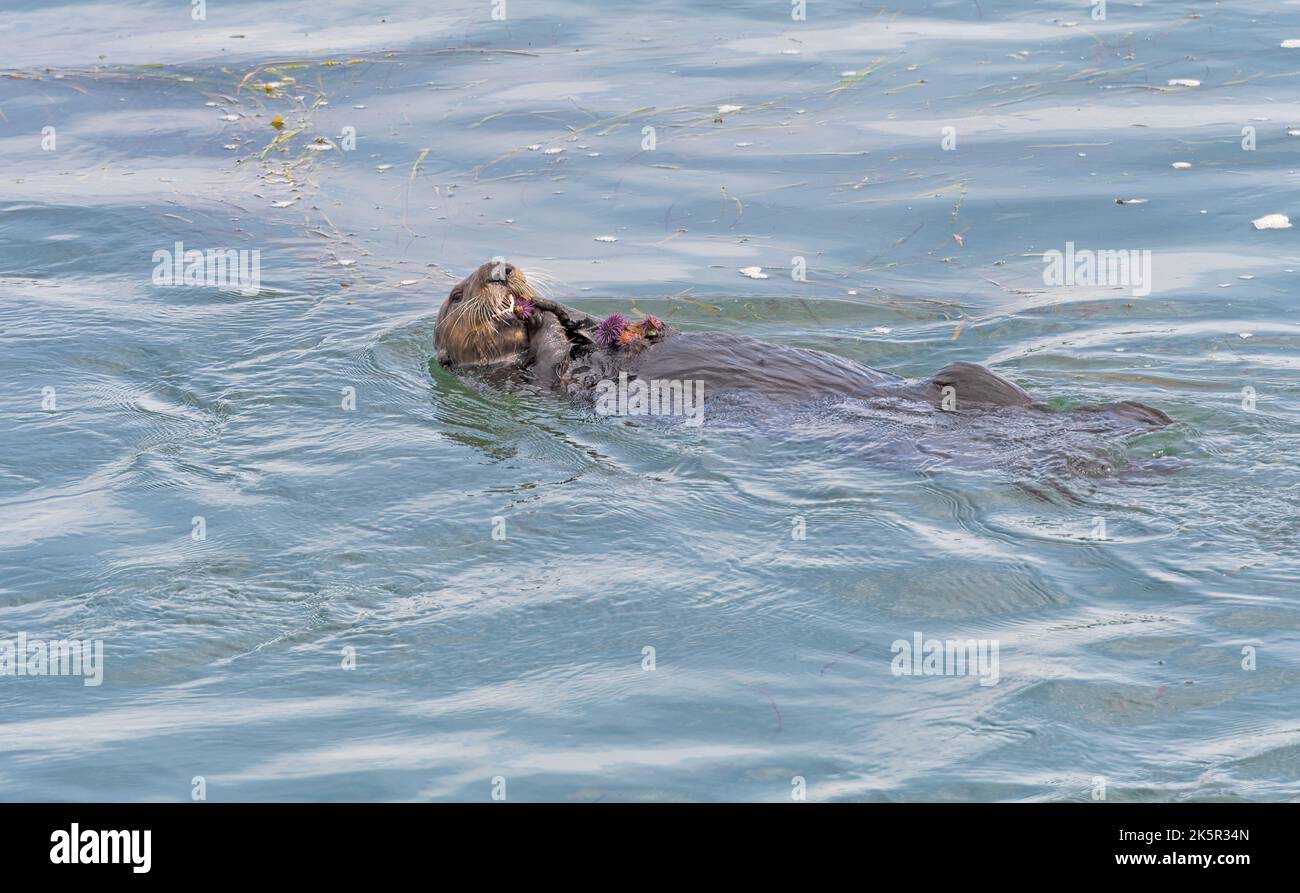 A Sea Otter With a Palette of Sea Urchins on its Chest in Morro Bay ...