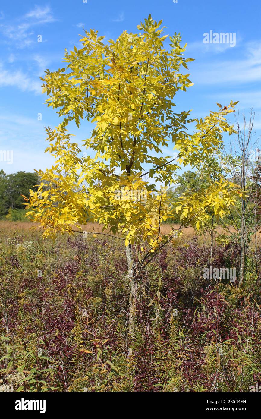 Green ash tree with yellow leaves in autumn in a field at Wayside Woods ...